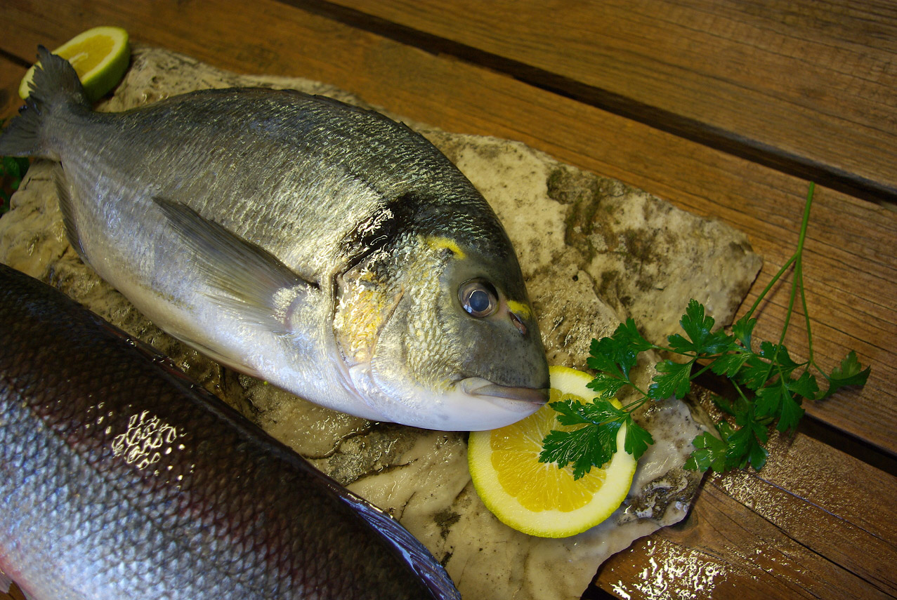 Τσιπούρα / Sparus aurata – Nikofarm